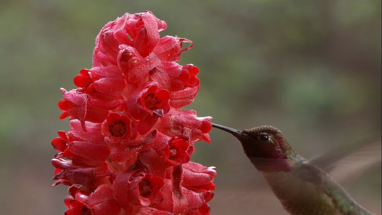 Pollination syndromes, what they mean, and how new ones emerge – Nevin ...